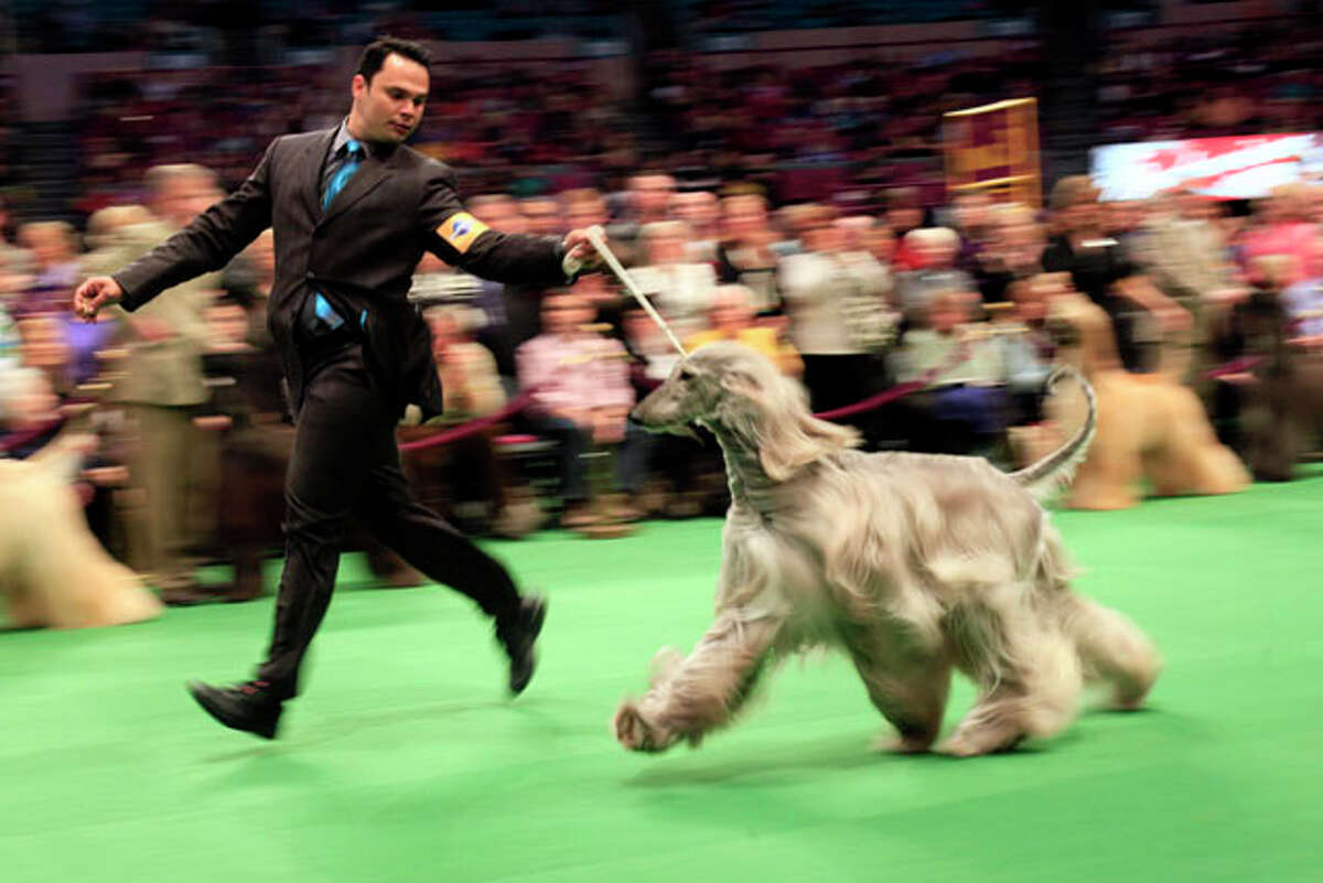 Westminster Dog Show