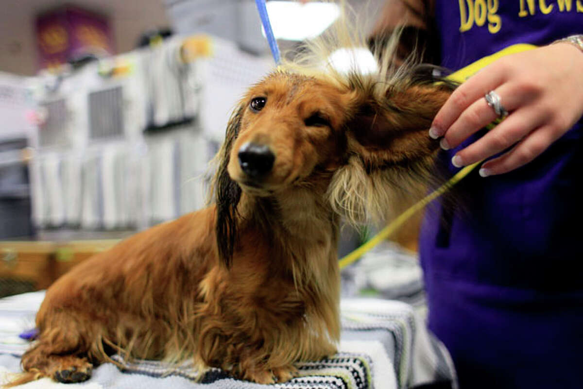 Westminster Dog Show