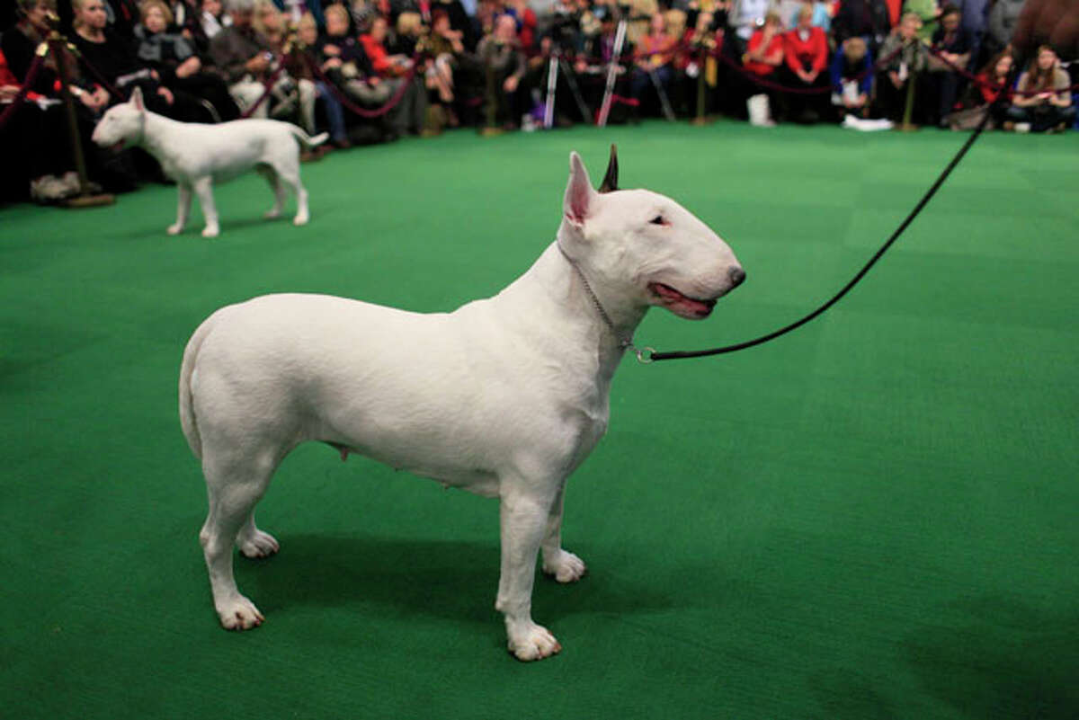 Westminster Dog Show