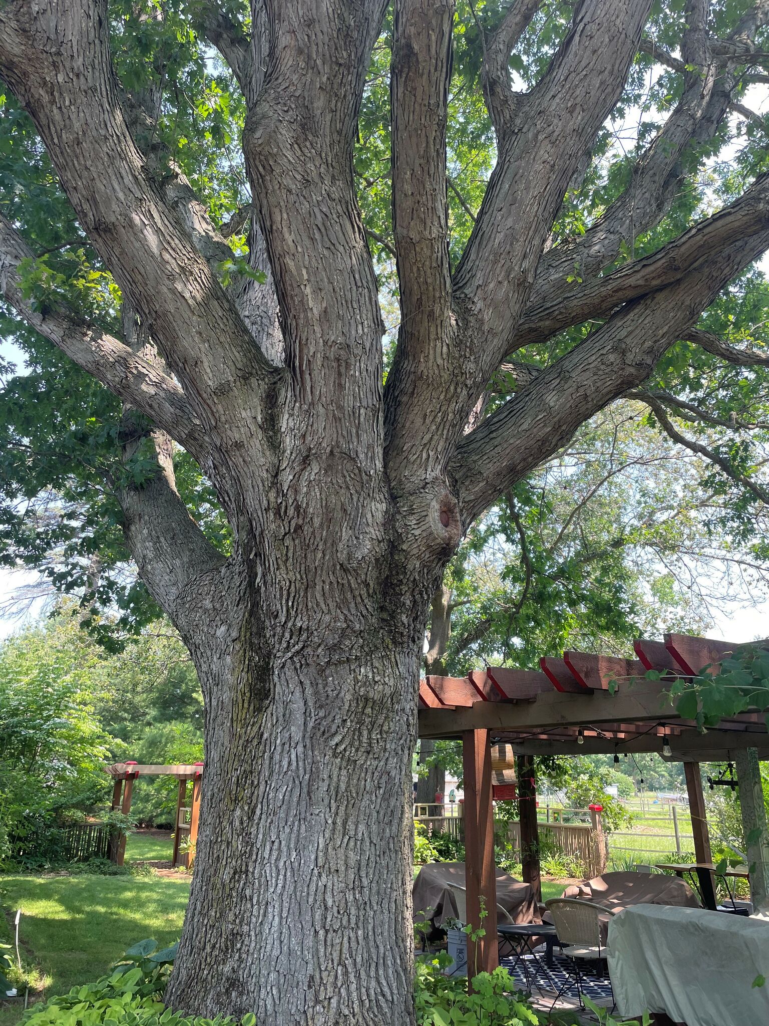 The beauty of the Elderly Trees