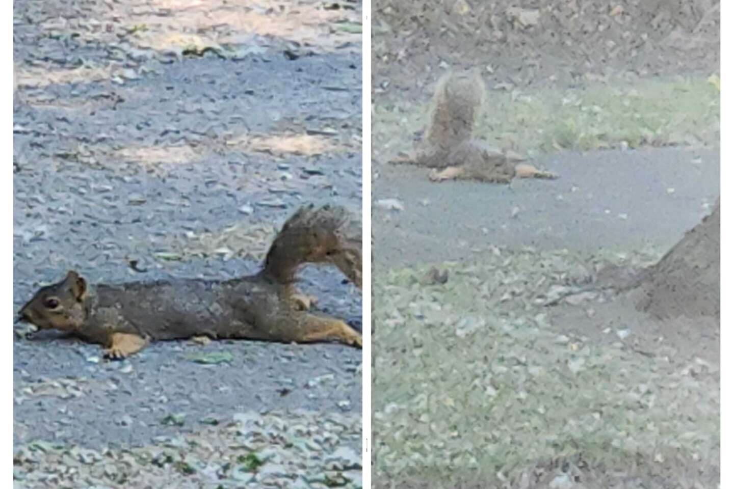 Under extreme heat, squirrels 'sploot' in Michigan. Here's why.