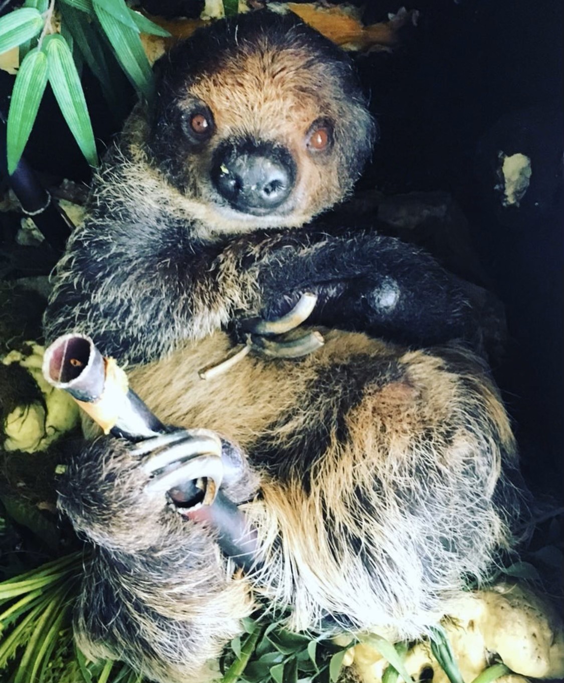 Texas exotic pet store's beloved sloth dies at 32 years old