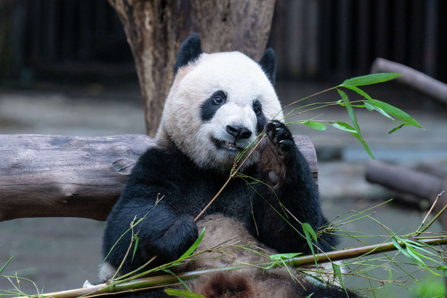 San Francisco Zoo's panda costs? $70 million is possible