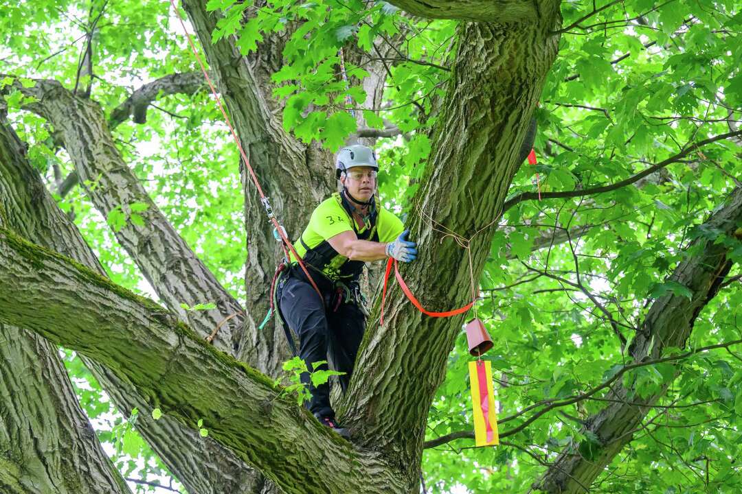 Arborists compete in tree-climbing competition in Washington Park