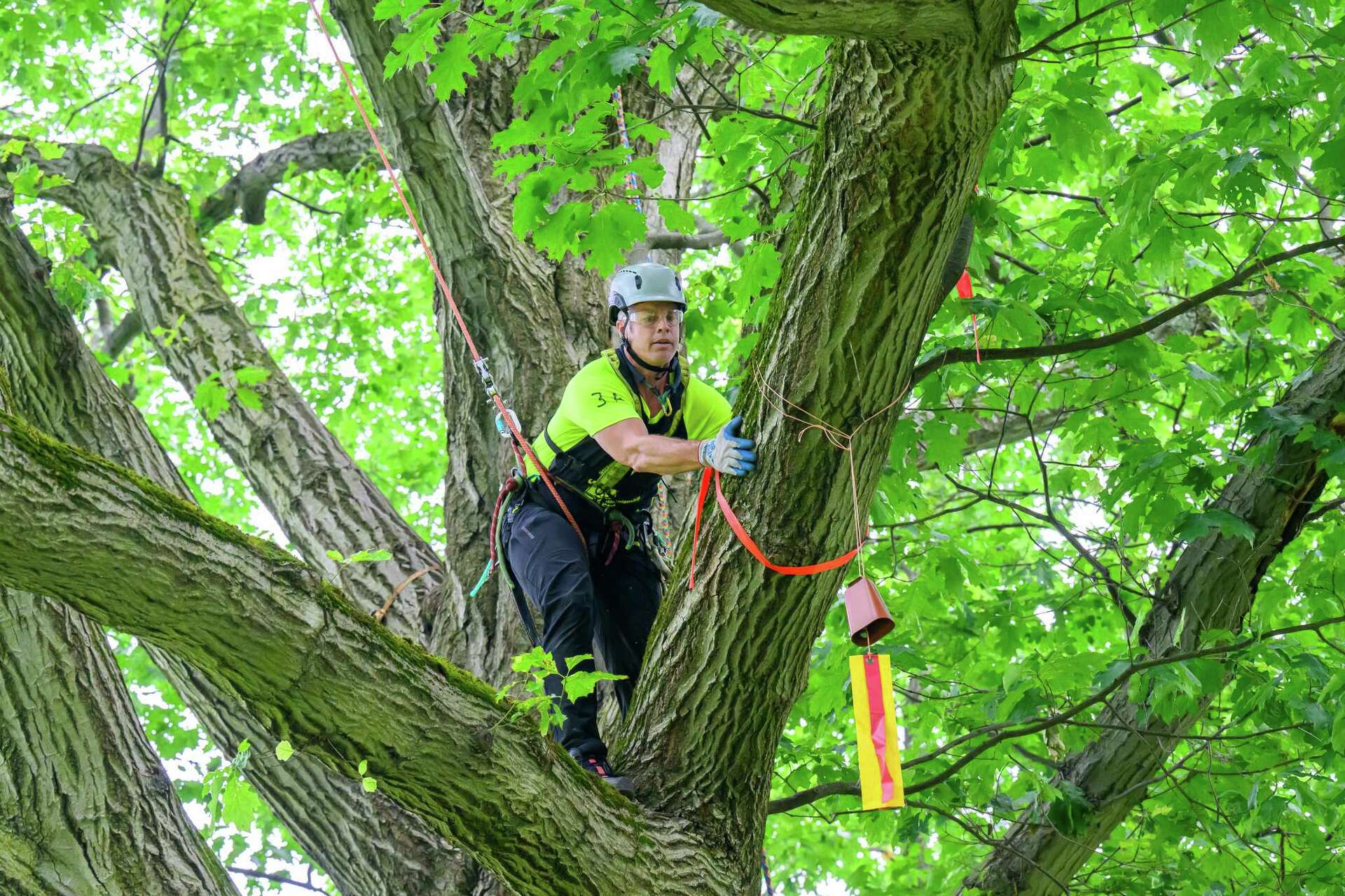 Arborists compete in tree-climbing competition in Washington Park