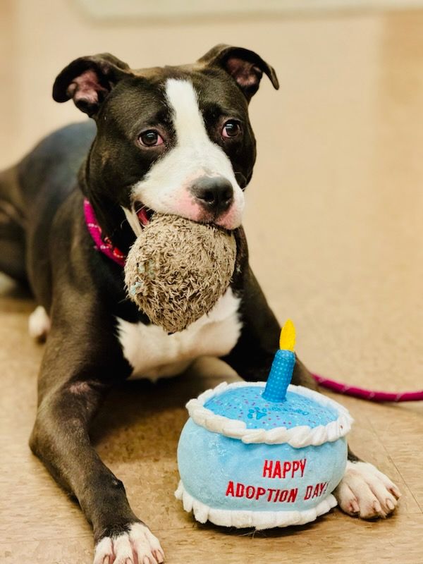 Obie, dog found tied to tree, finally has a new home