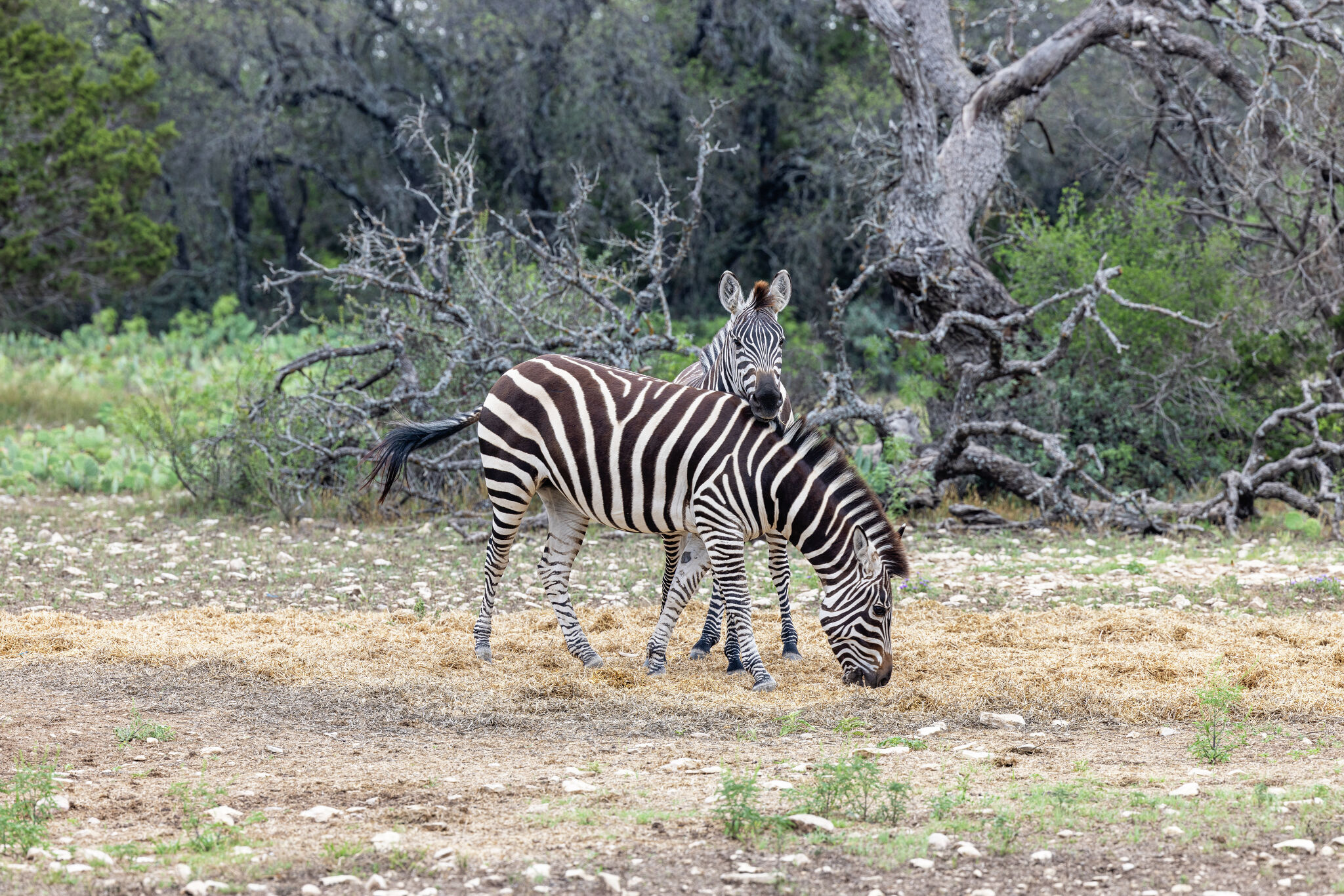 Texas ranch with safari wildlife for sale in Eldorado