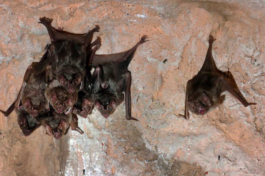 Beardsley's new arrivals are positively batty