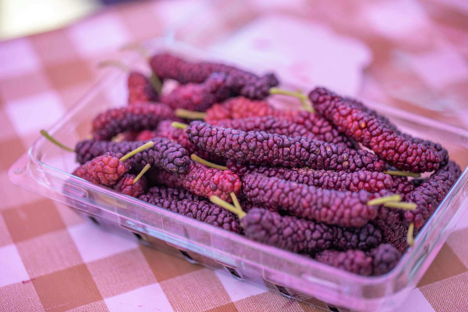 Mulberries drew tens of thousands to a Brentwood farm this year