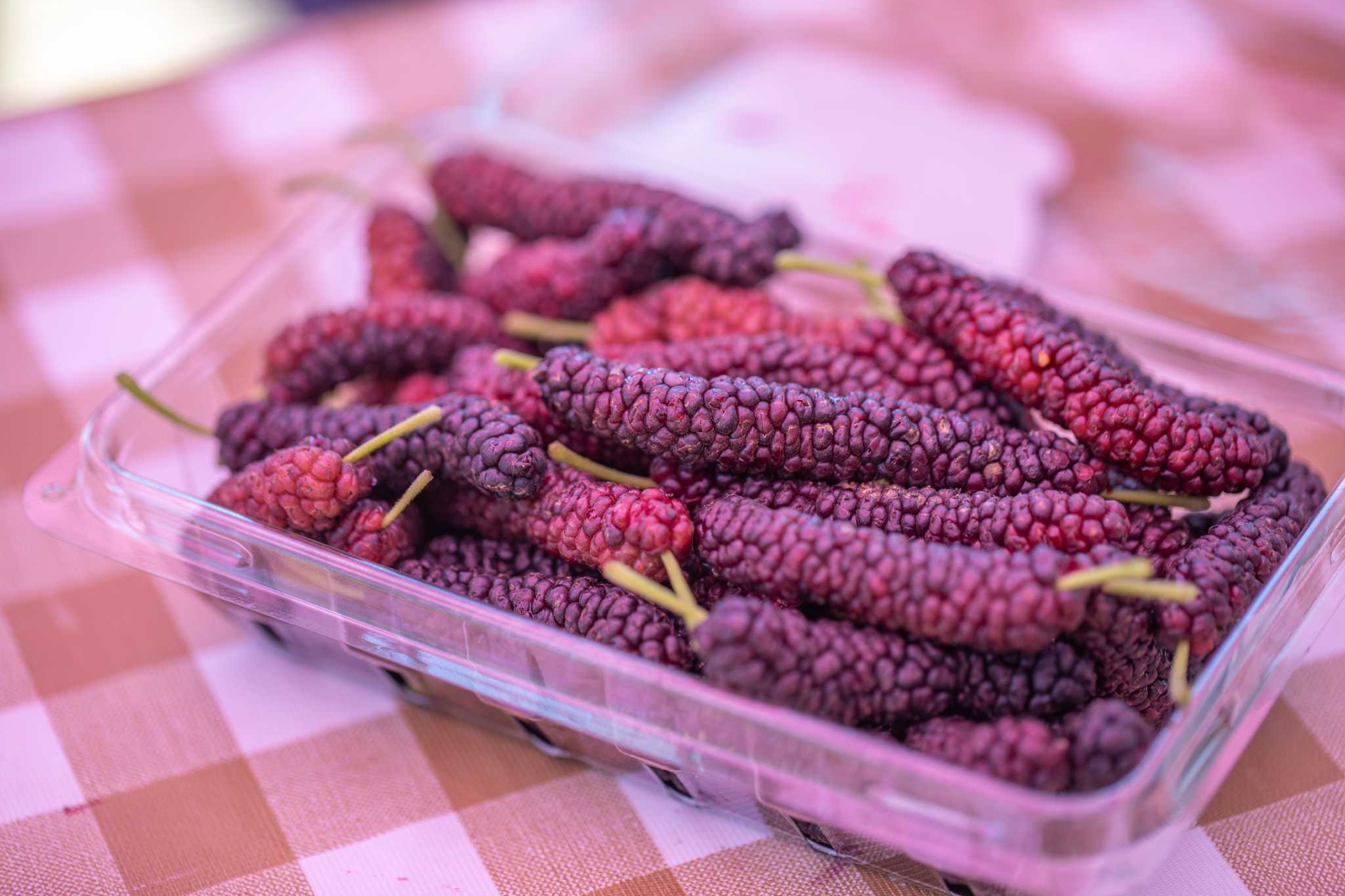 Mulberries drew tens of thousands to a Brentwood farm this year