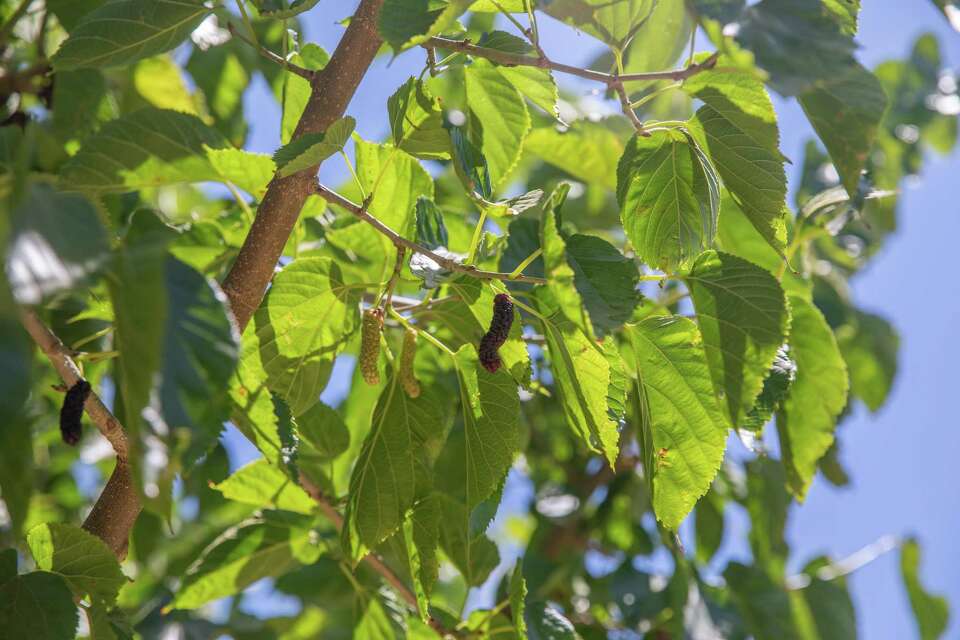 Mulberries drew tens of thousands to a Brentwood farm this year