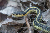 Venomous or harmless? Getting to know Michigan's snakes