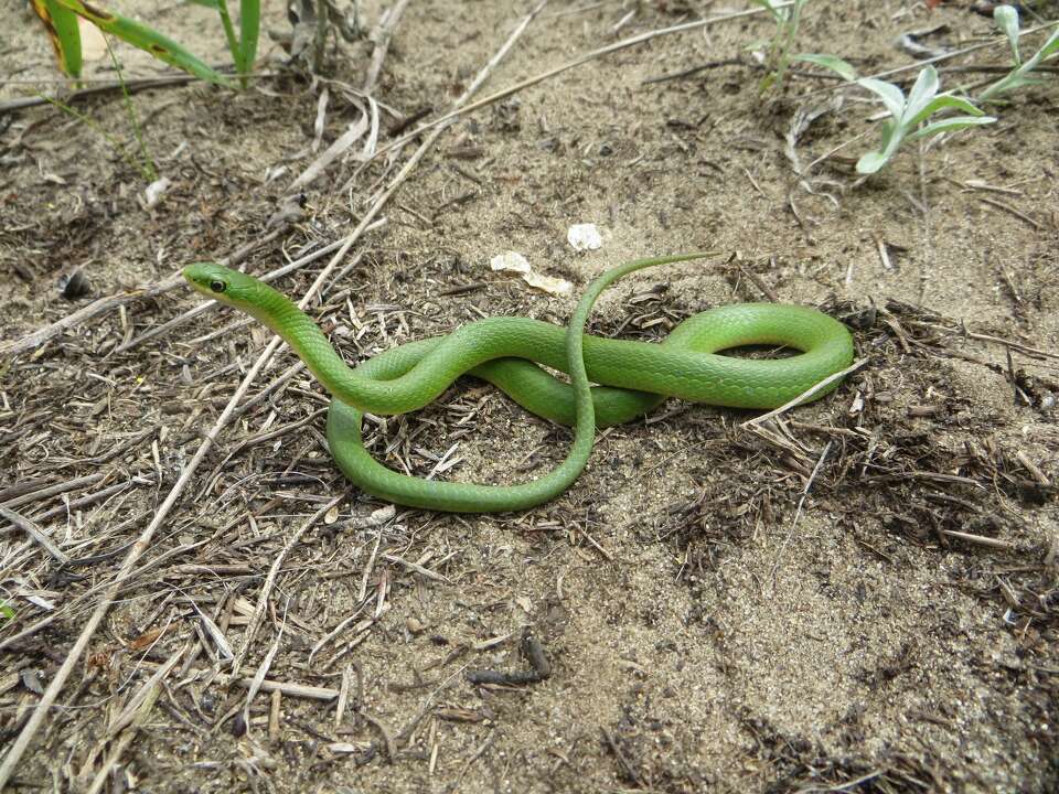 Venomous or harmless? Getting to know Michigan's snakes
