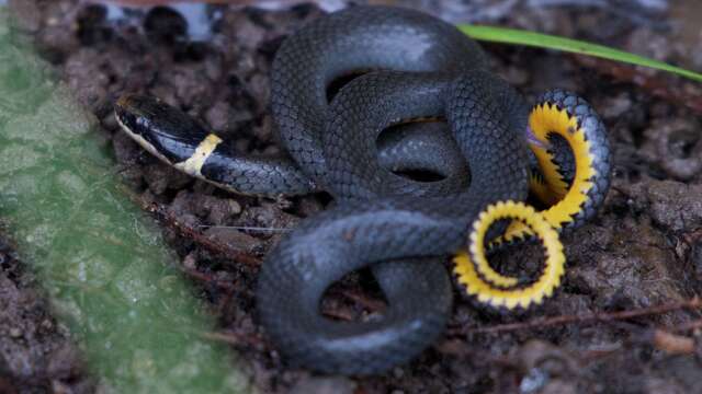 Venomous or harmless? Getting to know Michigan's snakes