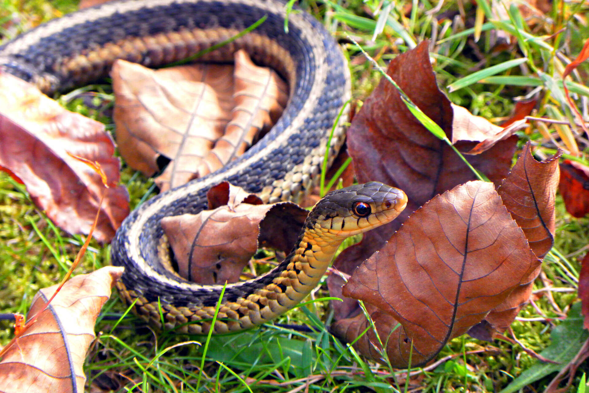 Venomous or harmless? Getting to know Michigan's snakes