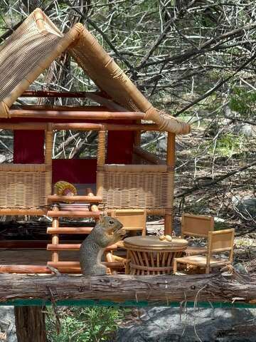 Texas woman creates squirrel resort in her backyard