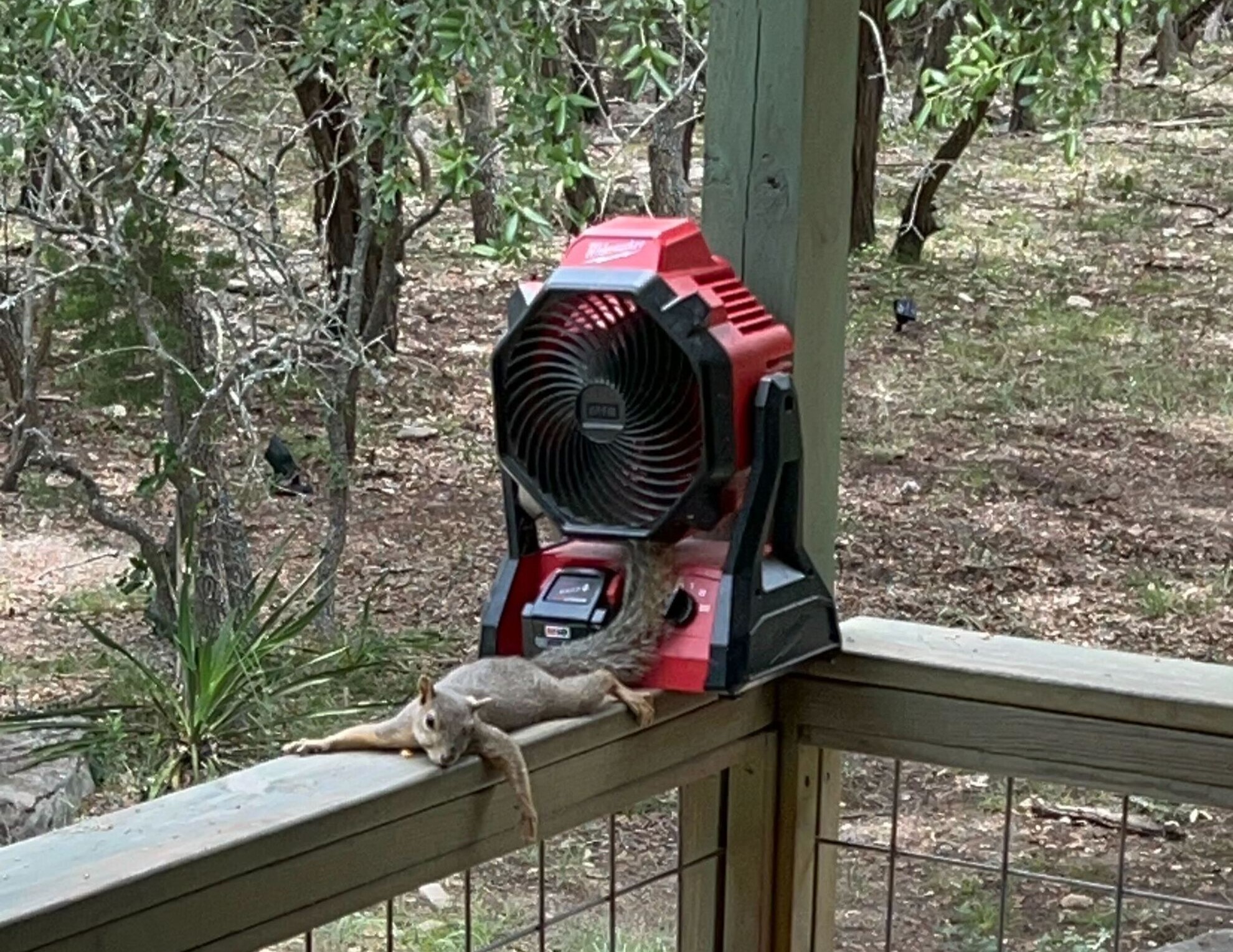 Texas woman creates squirrel resort in her backyard