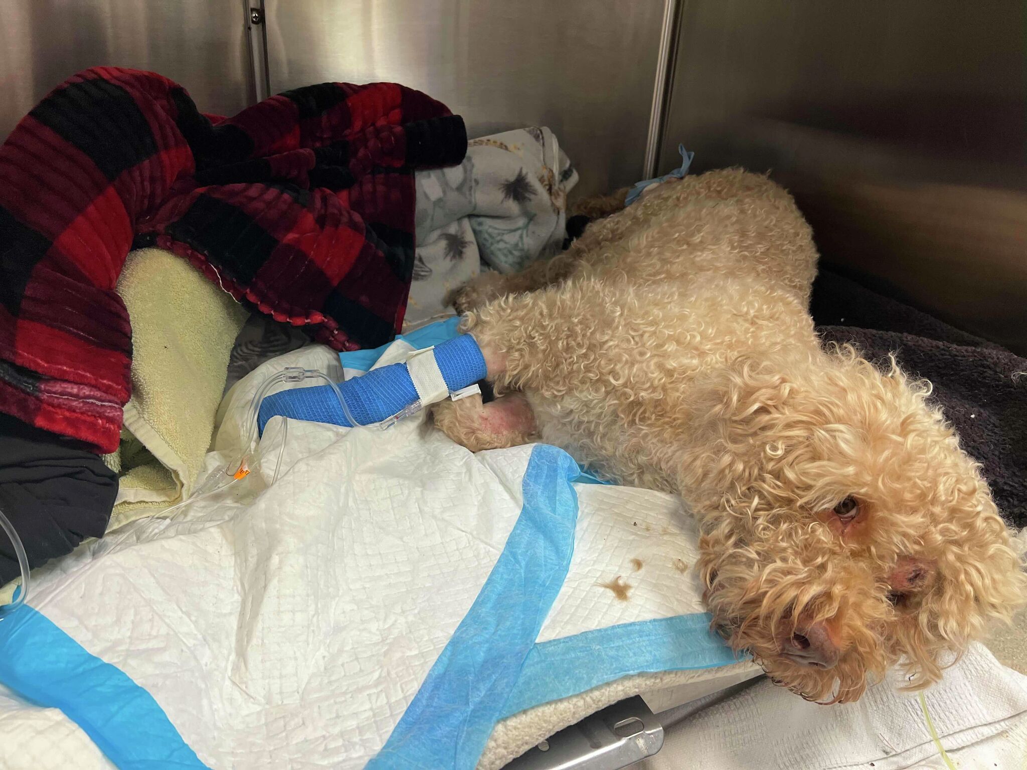Sherman family's lost dog recovering after hit-and-run on Route 55
