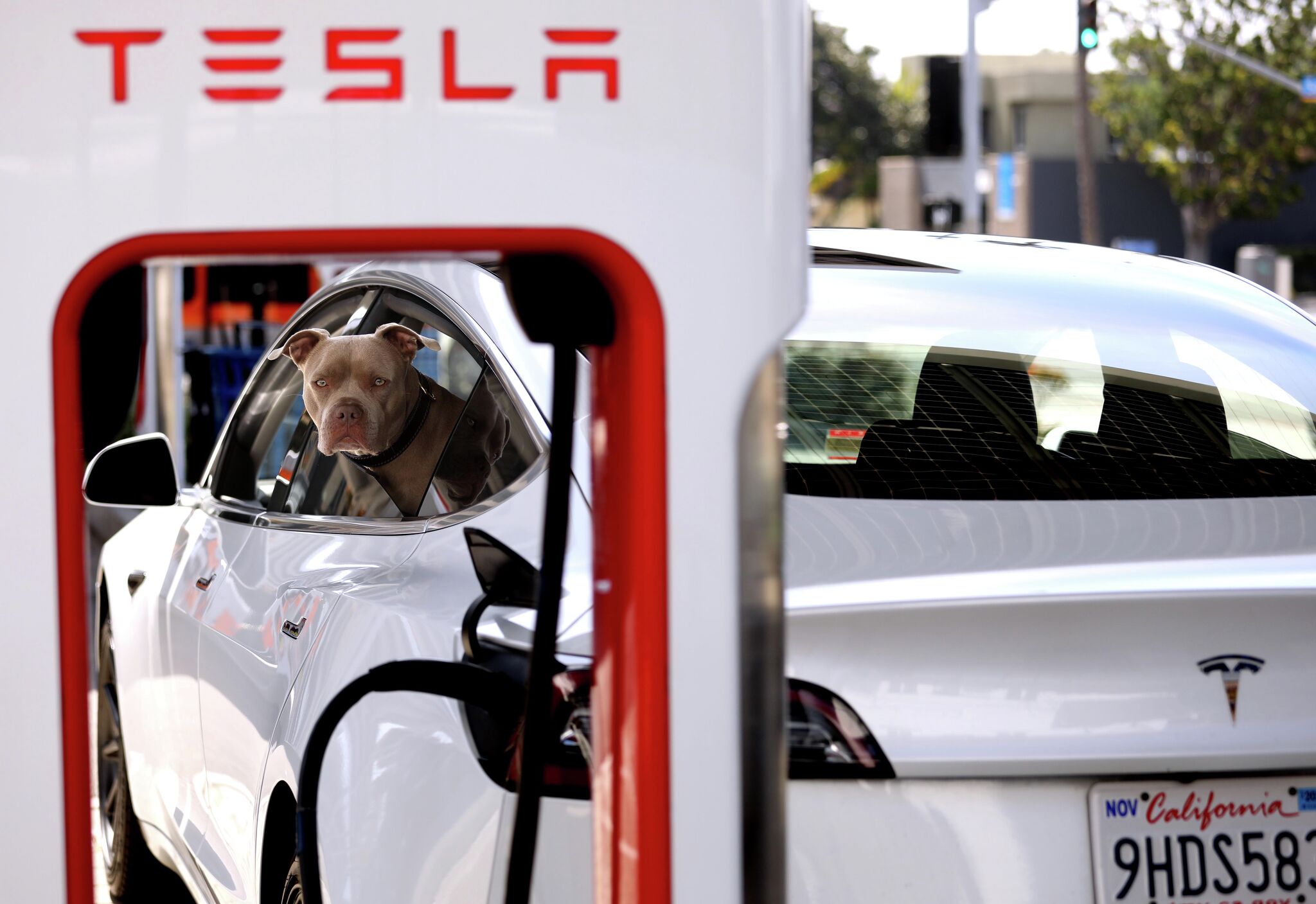 Teslas are posing safety risks for dogs, kids in summer heat