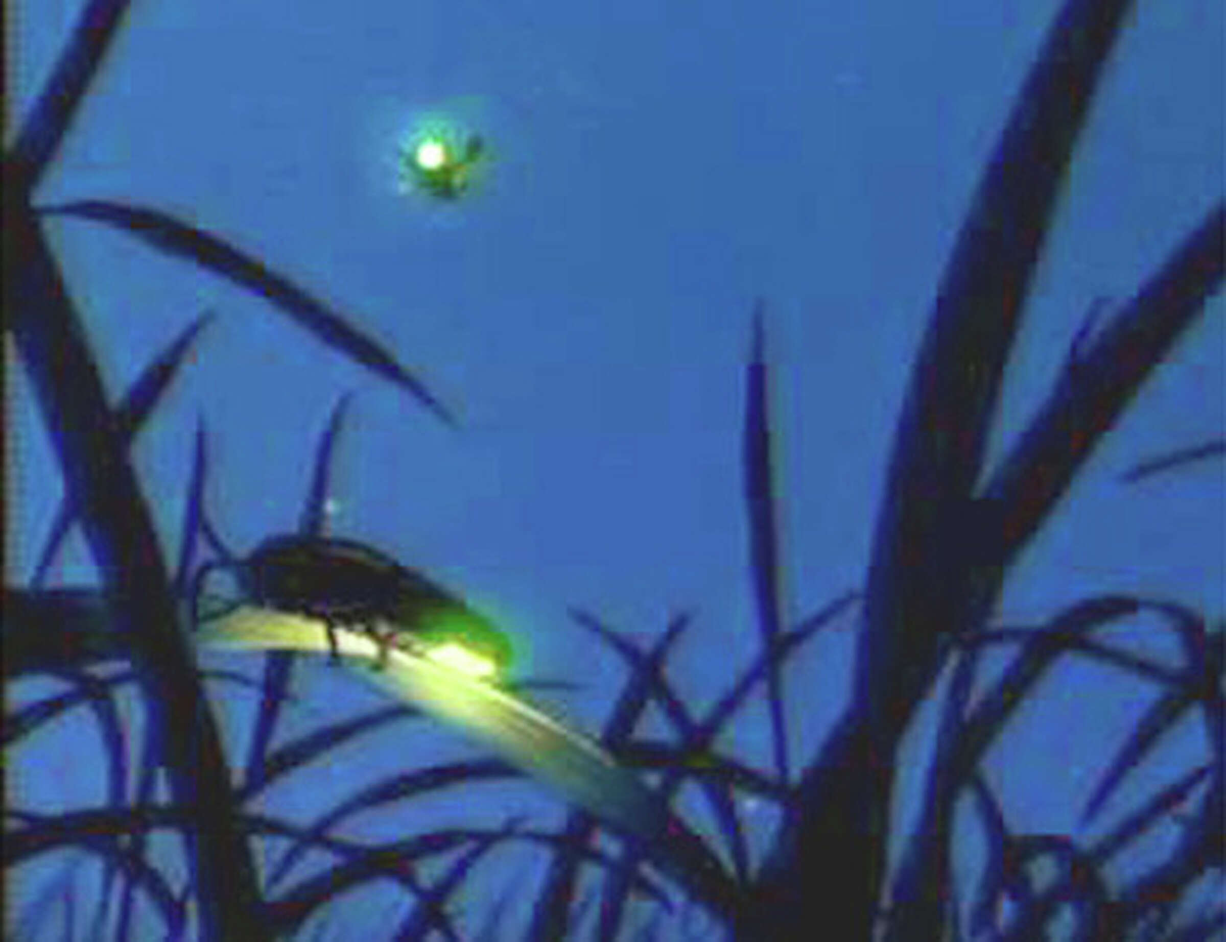 Experts think firefly population in decline, seek public help with study
