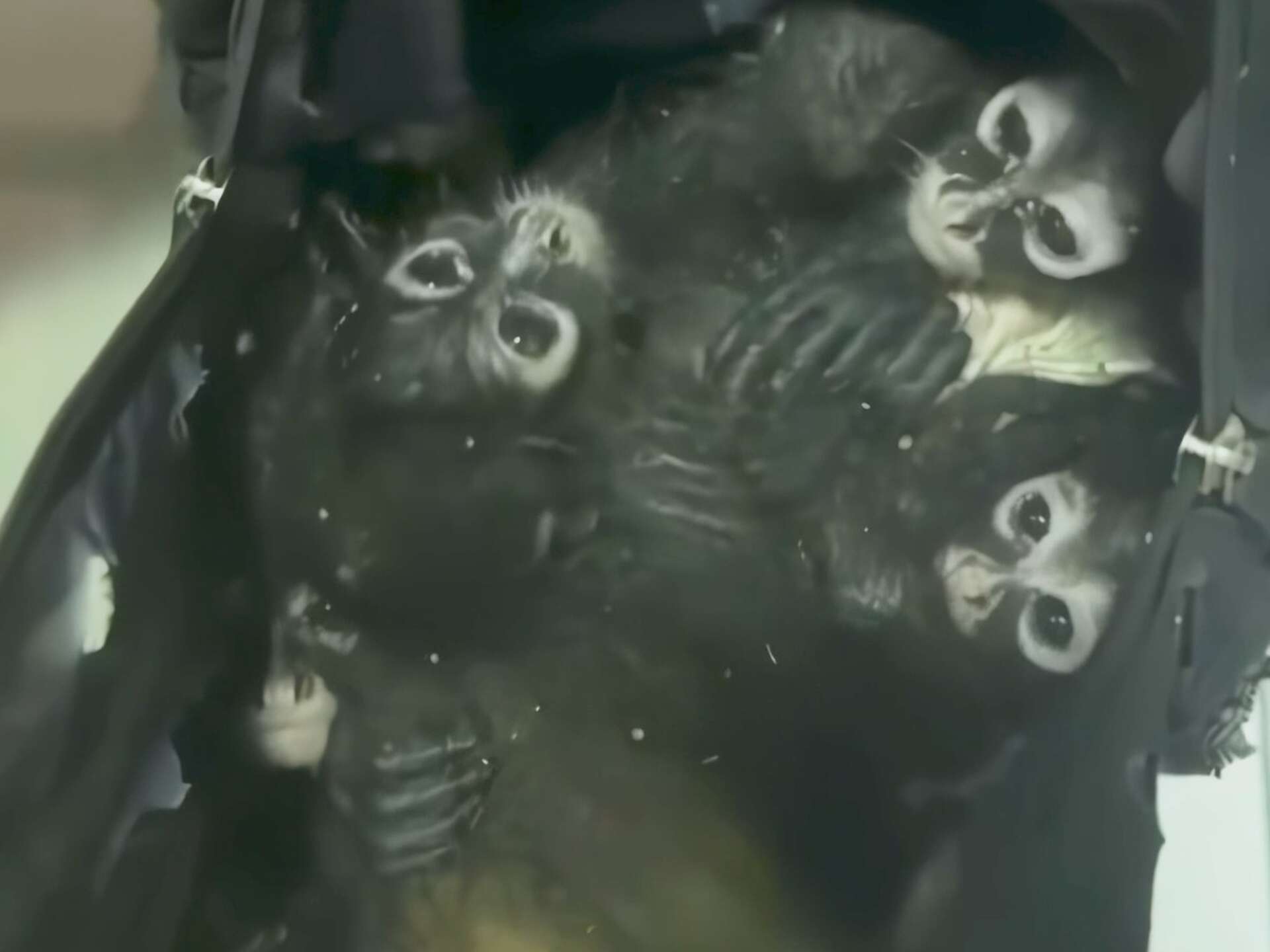 Spider monkey smuggling attempt leads to charges in South Texas