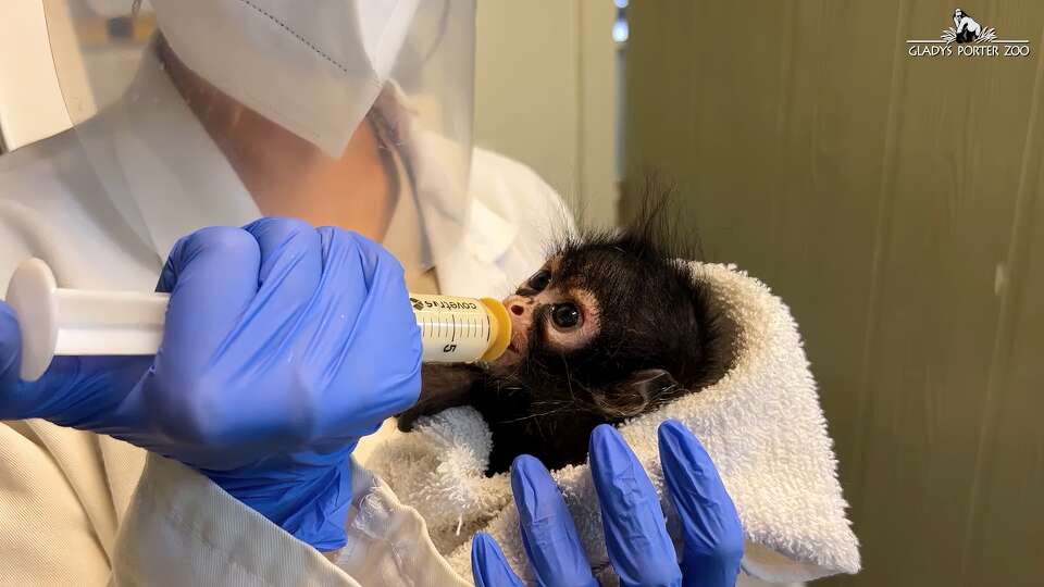 South Texas feels impacts of baby monkey border smuggling