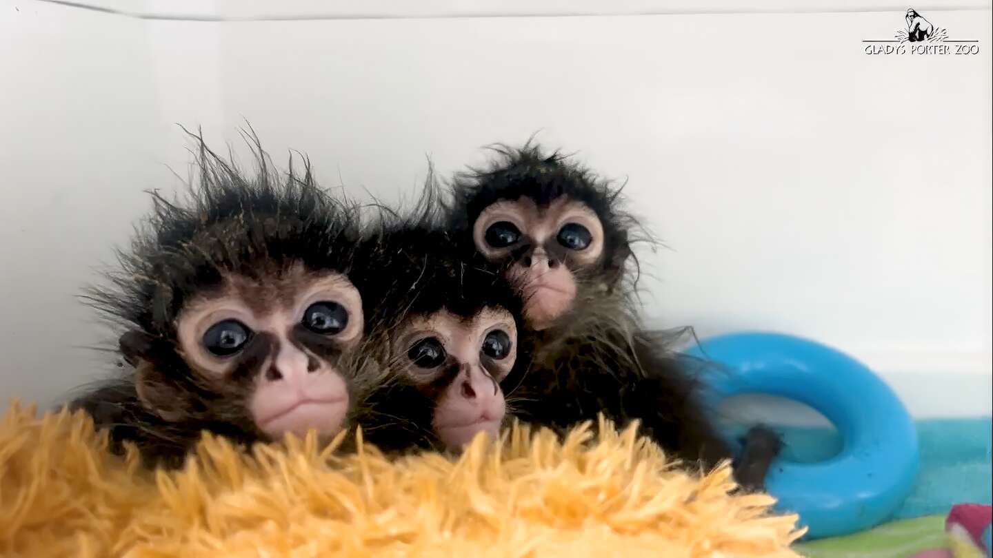 South Texas feels impacts of baby monkey border smuggling