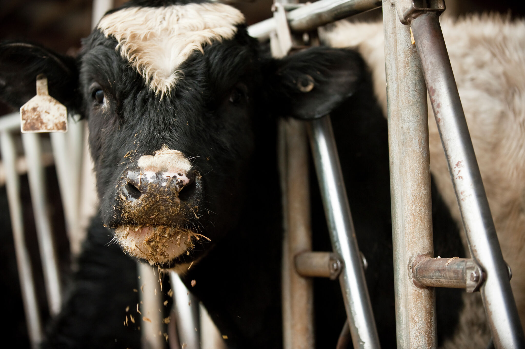 ‘We’re flying blind’: CDC readies 1 million bird flu tests