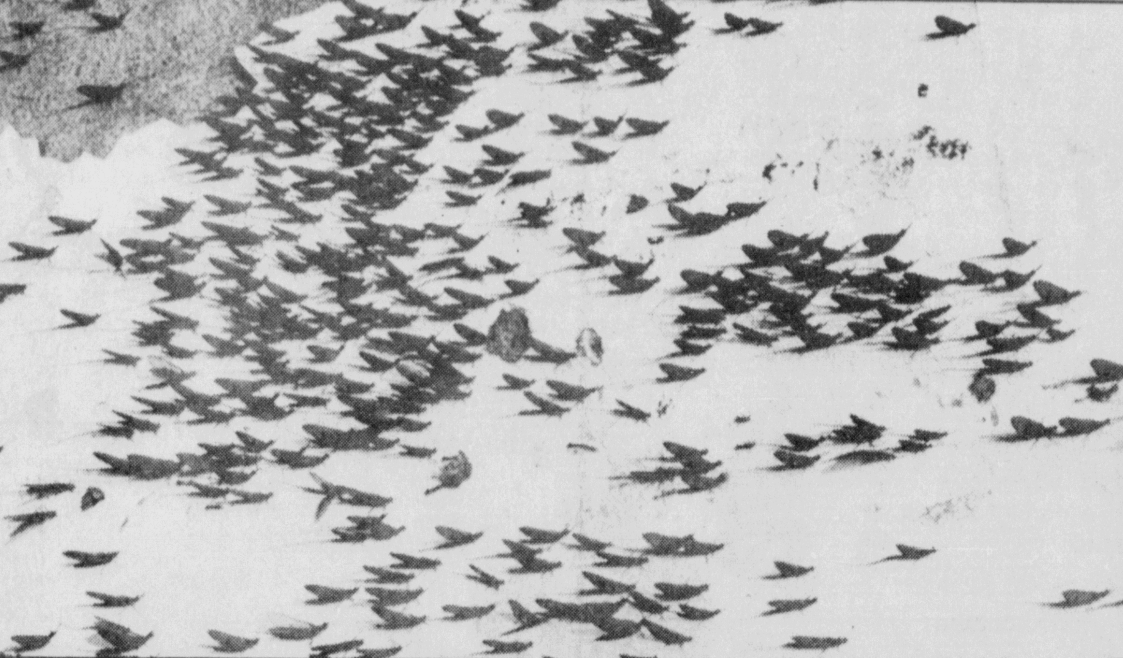 Mayflies once plagued Hannibal, Missouri's river bridge