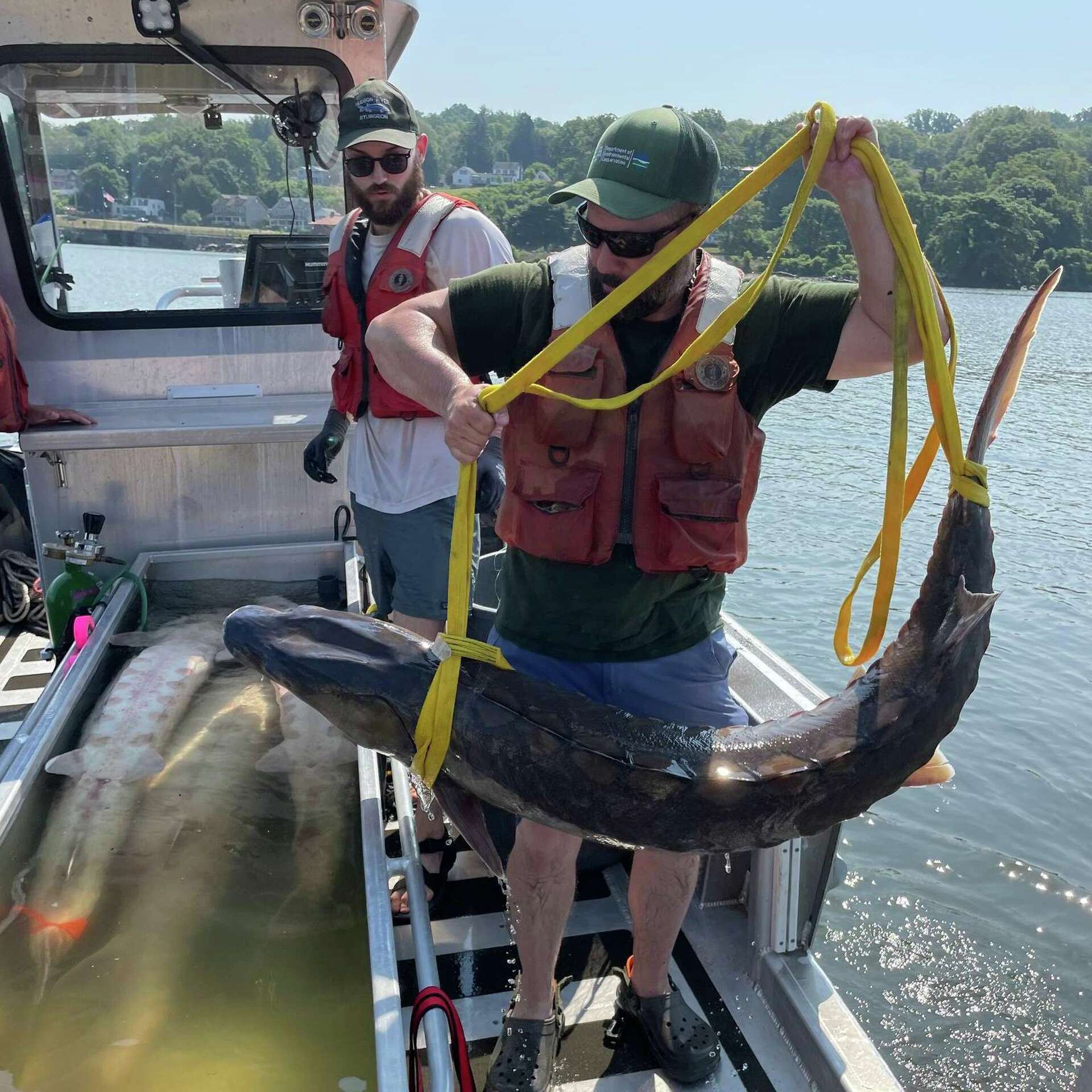 6-foot, 220-pound Atlantic sturgeon caught in Hudson River
