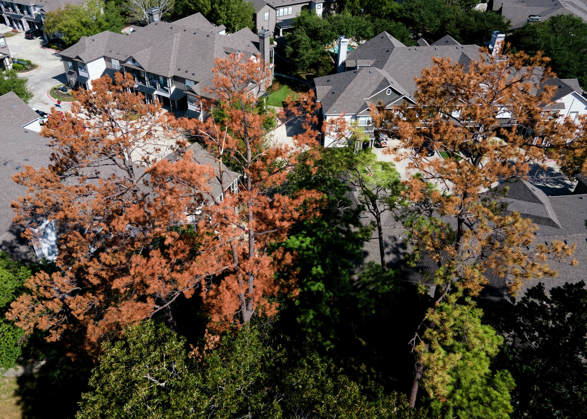 Use this tree-assessment survey to plan a path forward for trees