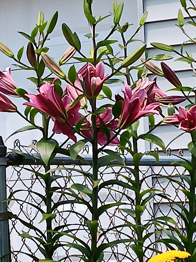 Purple prince lily trees reach 8 feet in Edwardsville garden