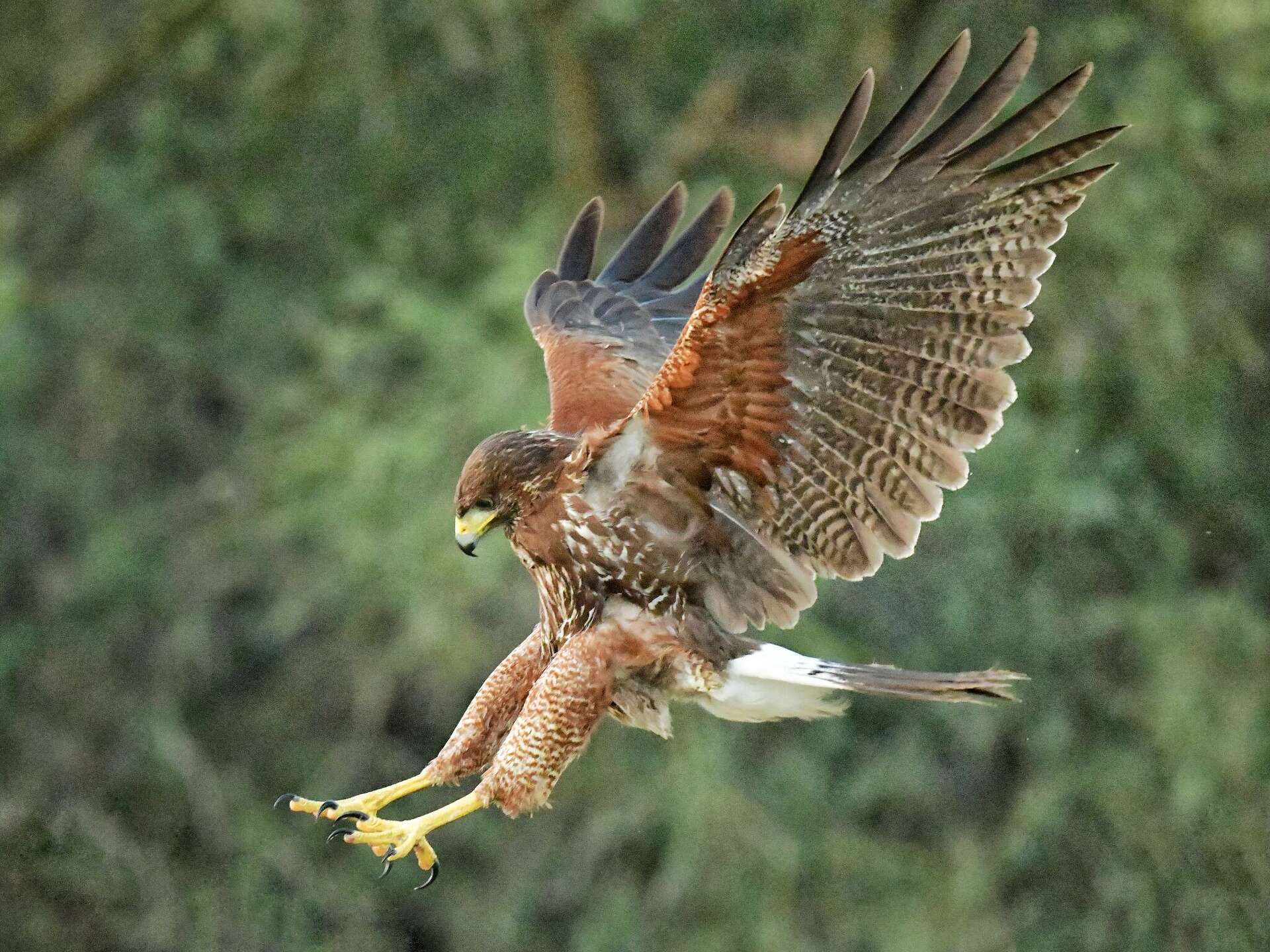 San Antonio man tormented by hawk protecting eggs
