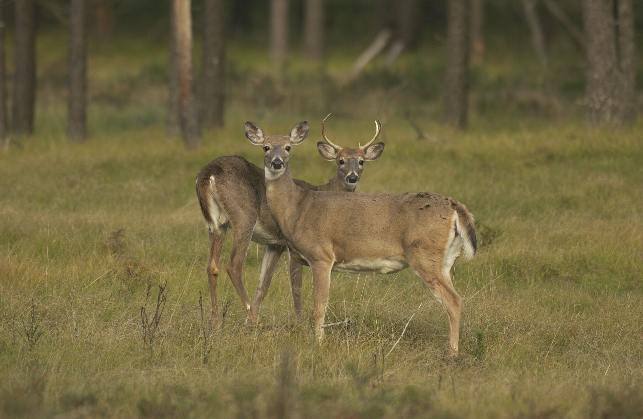 Study finds high risk of injury or death in motorcycle-deer collisions