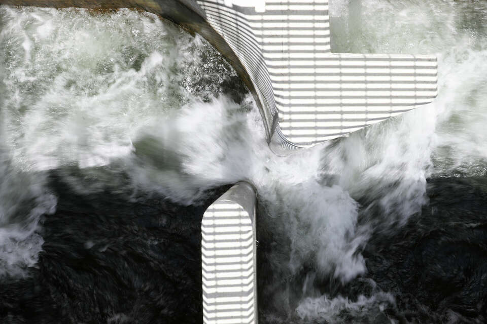 Endangered trout return to Bay Area creek following 25-year effort