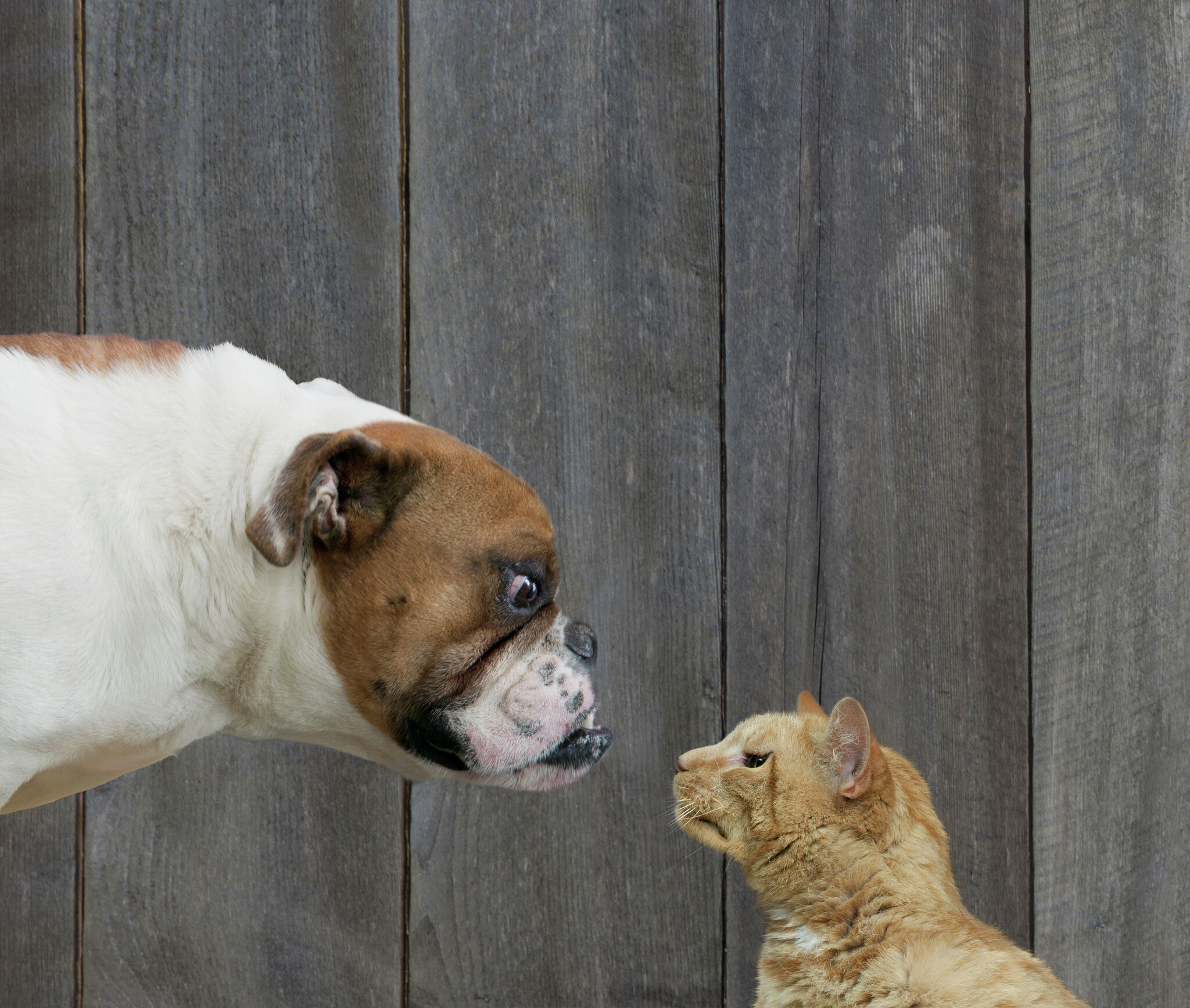 It's complicated: How to help dogs, cats navigate relationships