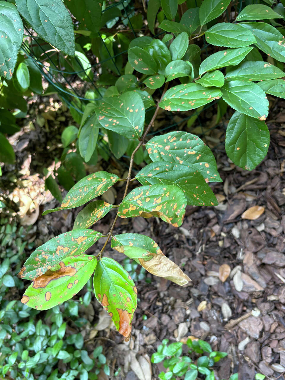 Homeowner concerned about HOA planting vitex trees