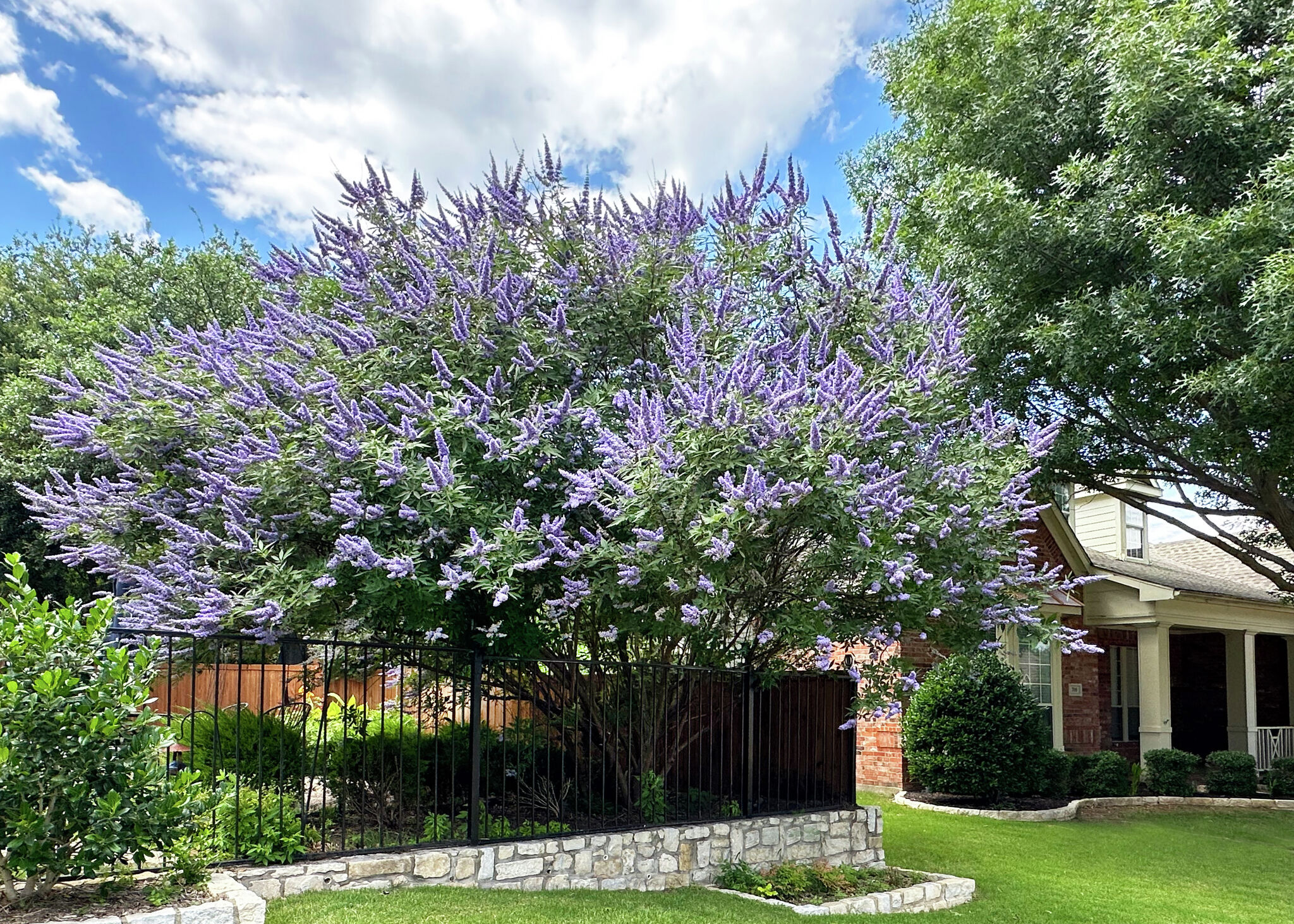 Homeowner concerned about HOA planting vitex trees