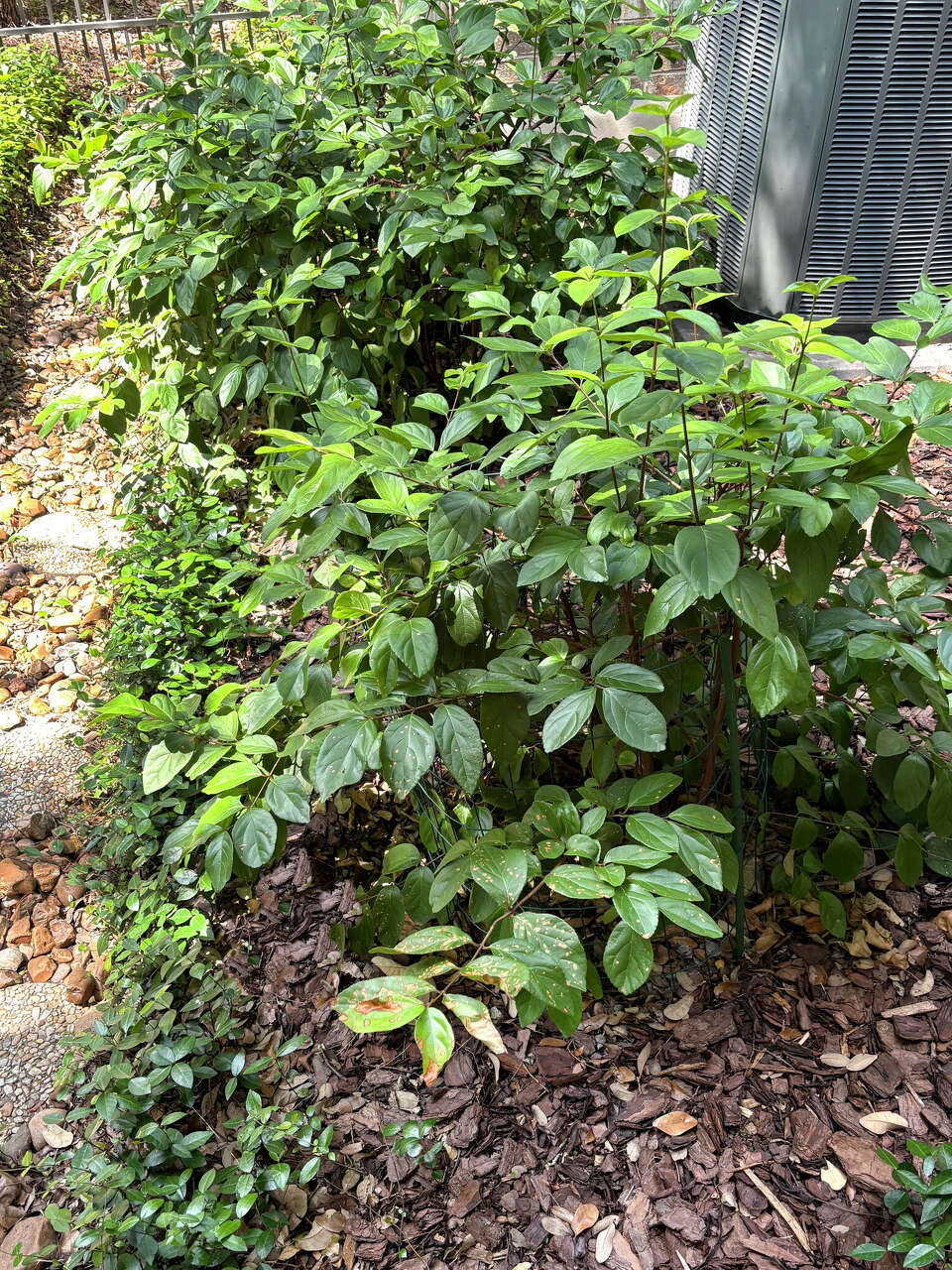 Homeowner concerned about HOA planting vitex trees