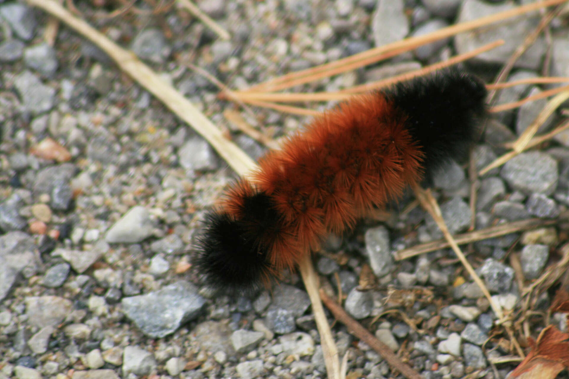 New bill would designate Isabella tiger moth as Michigan's state bug