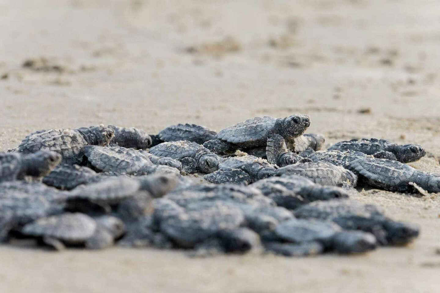 On Padre Island, endangered baby sea turtles take their first swim