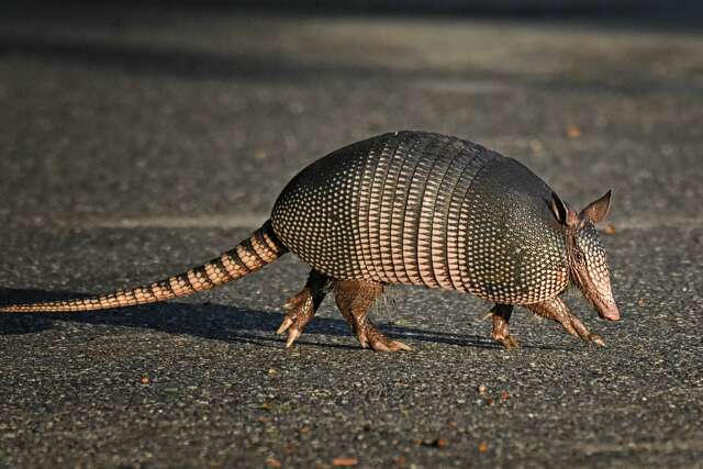 Armadillos found in Texas now have a new name