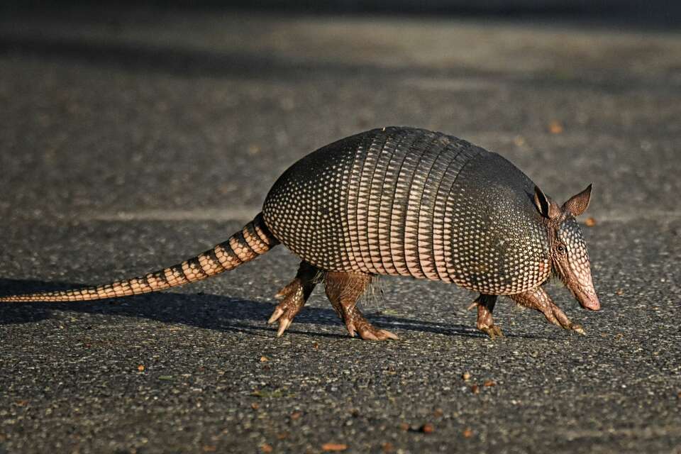 Armadillos found in Texas now have a new name