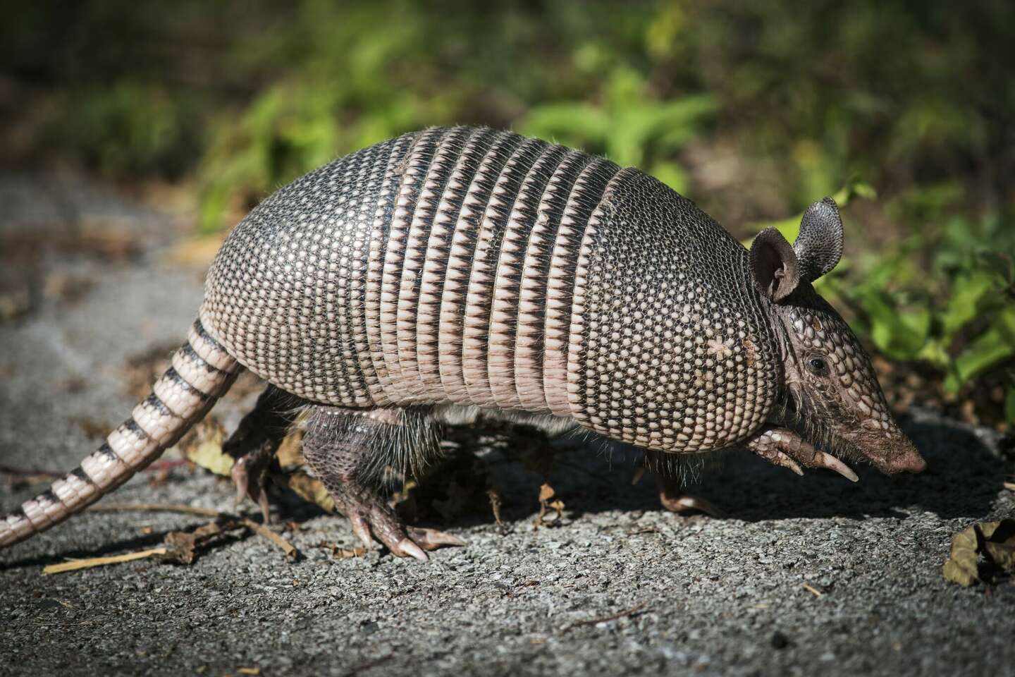 Armadillos found in Texas now have a new name