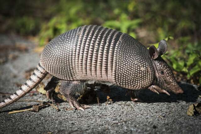 Armadillos found in Texas now have a new name