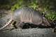 Armadillos found in Texas now have a new name