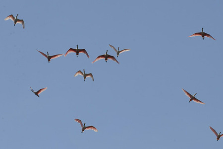 Global warming, hurricanes alter birdwatching season