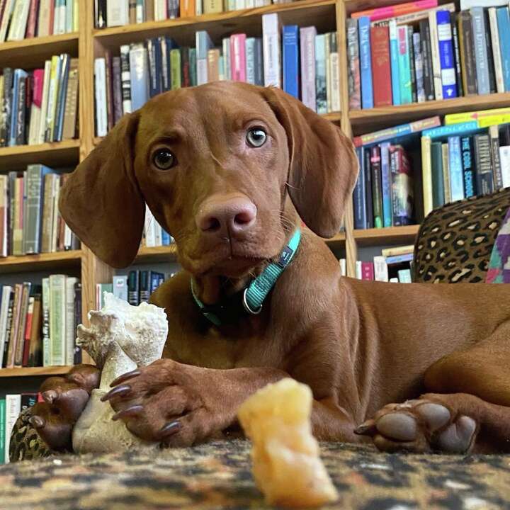 Forget bodega cats, meet Houston’s bookstore dogs