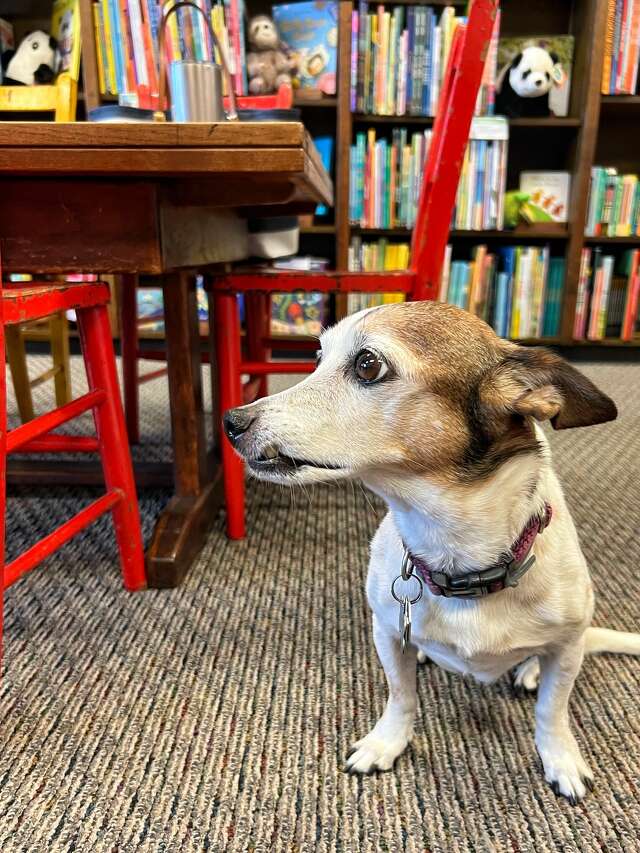 Forget bodega cats, meet Houston’s bookstore dogs