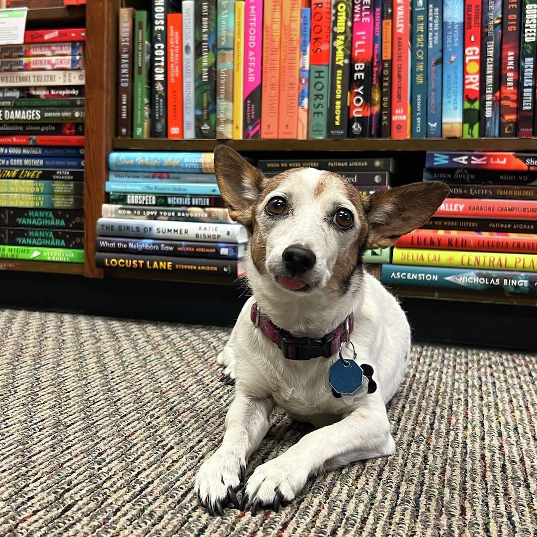 Forget bodega cats, meet Houston’s bookstore dogs